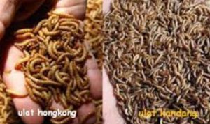 Inilah Perbedaan Ulat Kandang Dan Ulat Hongkong. Baca Disini ...