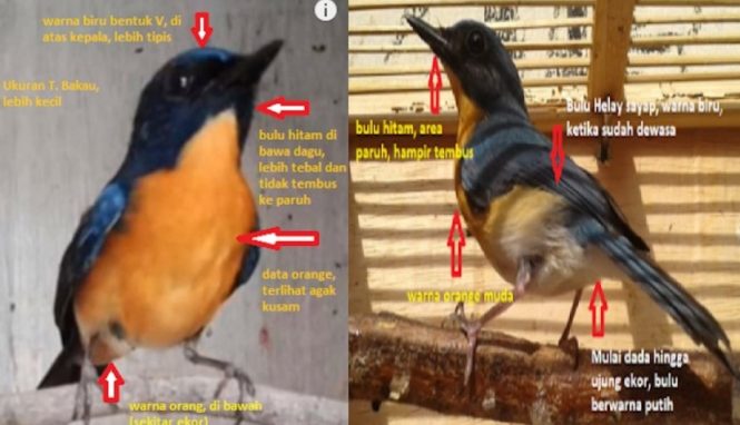 Cara Mengetahui Perbedaan Burung Tledekan Gunung dan Bakau - Targetkita.com