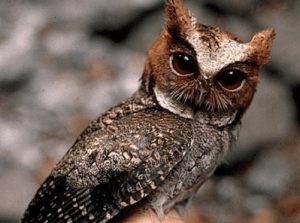 Inilah Jenis Burung Hantu di Indonesia dan Dunia - Targetkita.com