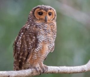 Inilah Jenis Burung Hantu di Indonesia dan Dunia - Targetkita.com