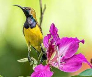 Inilah Ciri Burung Sogok Ontong Jantan Muda Hutan yang Perlu Diketahui ...