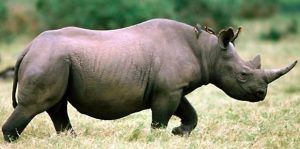 Badak Bercula Satu Terdapat Di Indonesia Di Daerah Mana? Berikut ...