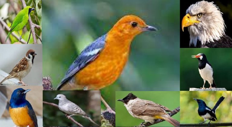 Inilah 8 Jenis Burung yang Tidak Boleh Dekat Dengan Anis Merah ...