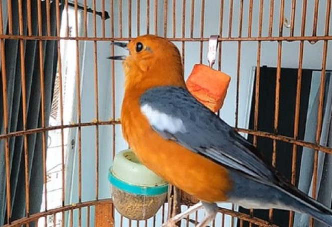 Berikut Cara Menaikan Birahi Anis Merah dengan Cepat !!! Baca ...