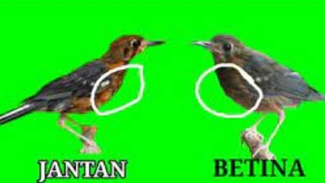 Inilah Perbedaan Anis Merah Jantan dan Betina Trotol !!! Baca ...