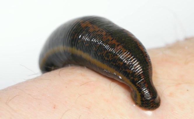 Inilah Jenis jenis Lintah yang Berbahaya Bagi Manusia !!! - Targetkita.com