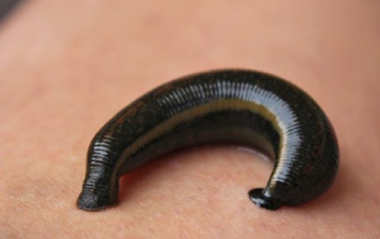 Cara Mengusir Lintah di Kamar Mandi Dengan Cara Sederhana Namun Ampuh ...