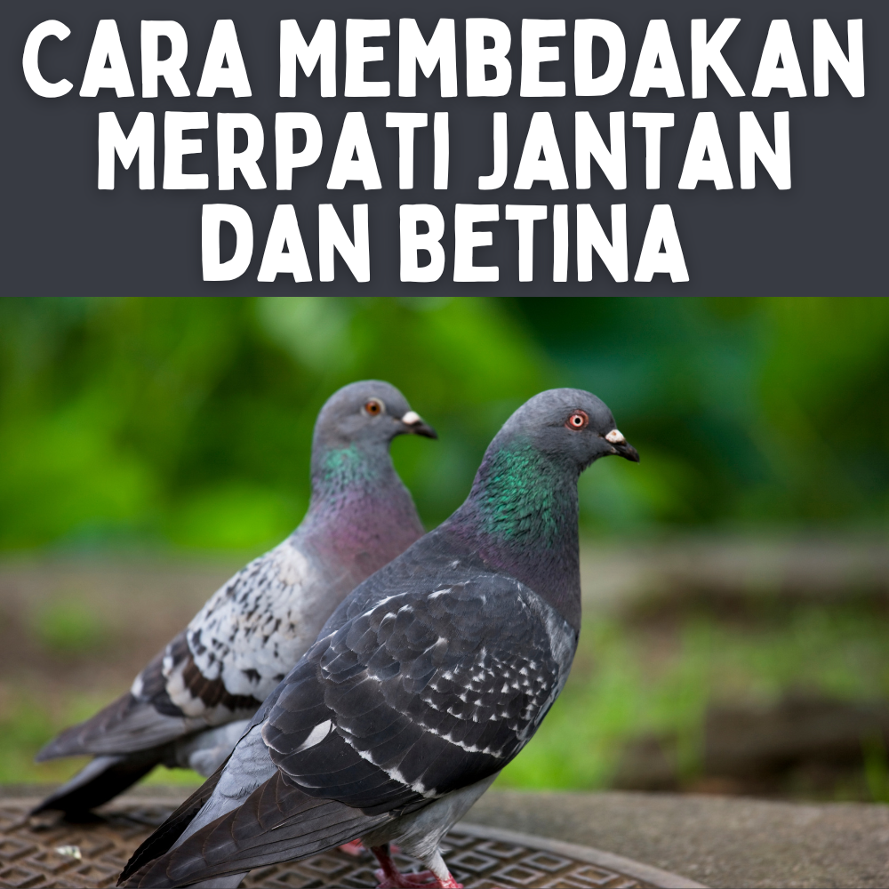 Perbedaan Merpati Jantan dan Betina: Panduan Lengkap untuk Pemula