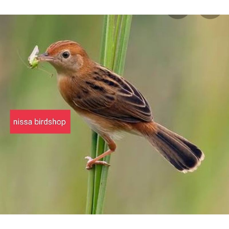 Harga Burung Cici Padi: Informasi Lengkap dan Terupdate