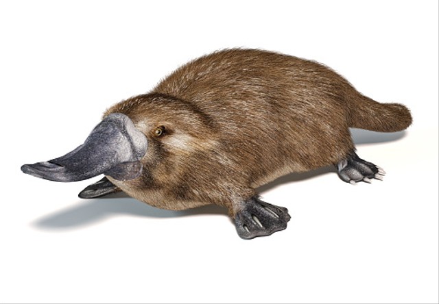 Platypus Berkembang Biak dengan Cara Unik