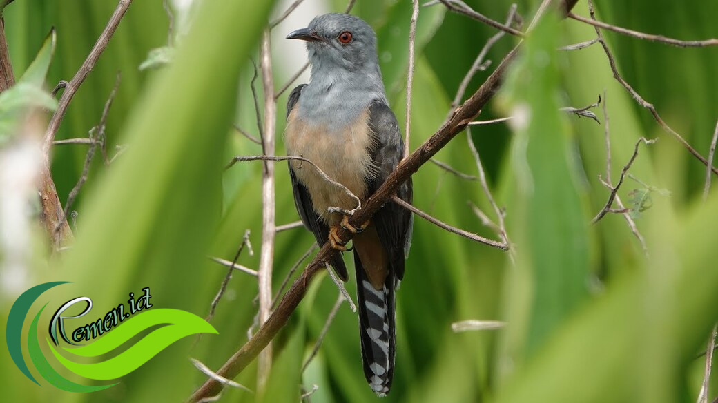 Burung Emprit Gantil: Pertanda Baik atau Buruk?