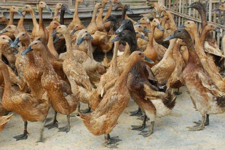 Ciri-Ciri Itik Pedaging: Karakteristik dan Sifat yang Ideal