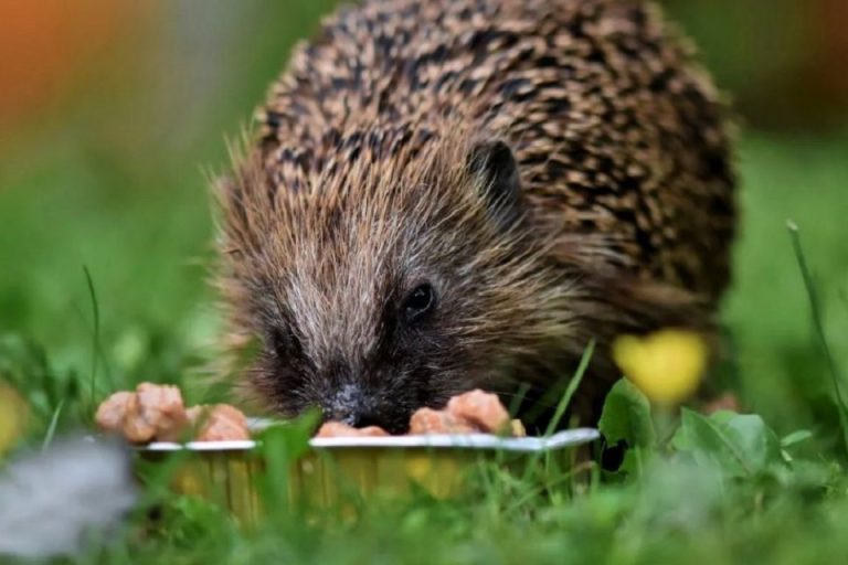 Landak Mini Makan Apa? Panduan Lengkap Makanan Landak Mini