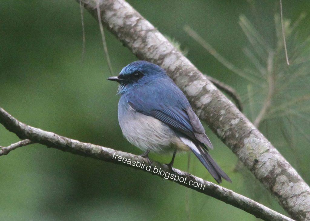 Burung Sikatan Ninon: Mengenal Lebih Dekat Spesies Burung Cantik dan Langka