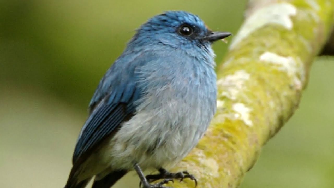 Suara Burung Sikatan Ninon: Keunikan dan Fakta Menarik