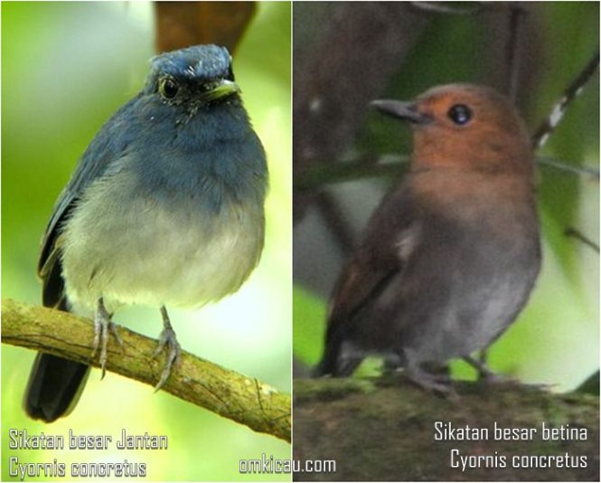 Mengenal Burung Sikatan Jantan: Karakteristik, Habitat, dan Perilaku
