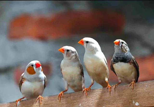 Burung Emprit Zebra Finch: Profil dan Cara Perawatan yang Tepat