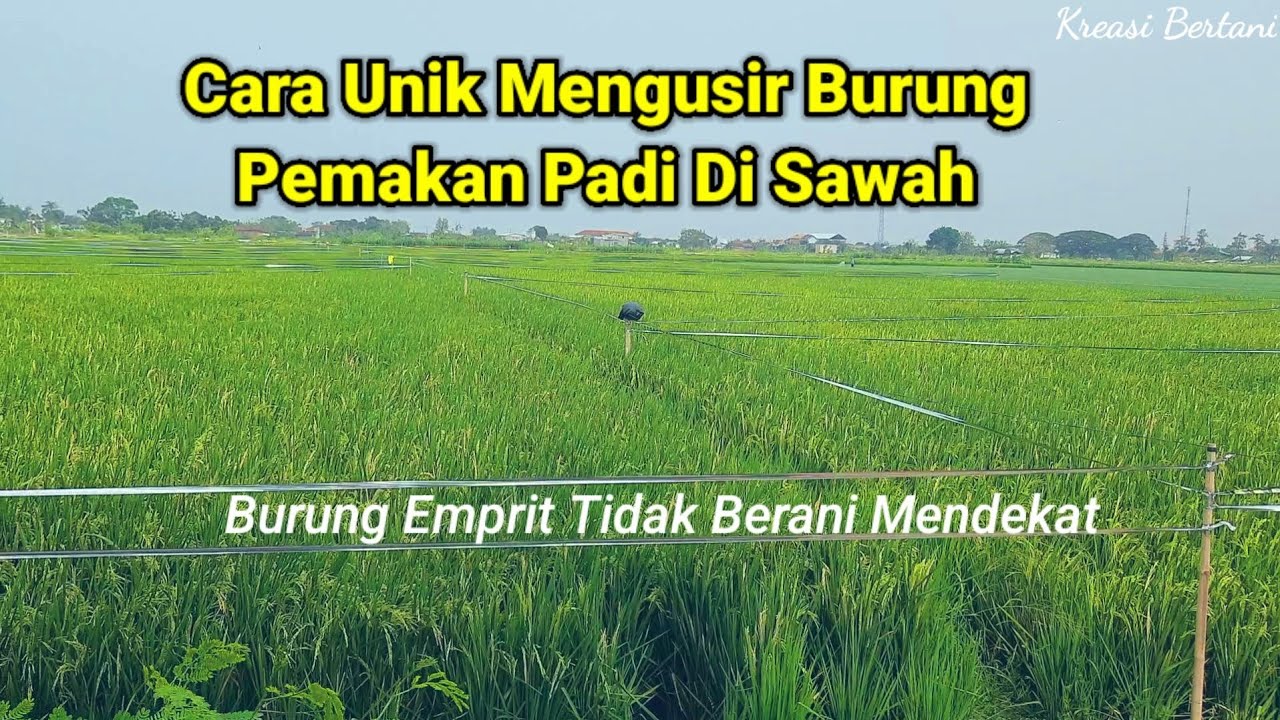 Burung Emprit di Sawah: Penghuni Sawah yang Unik