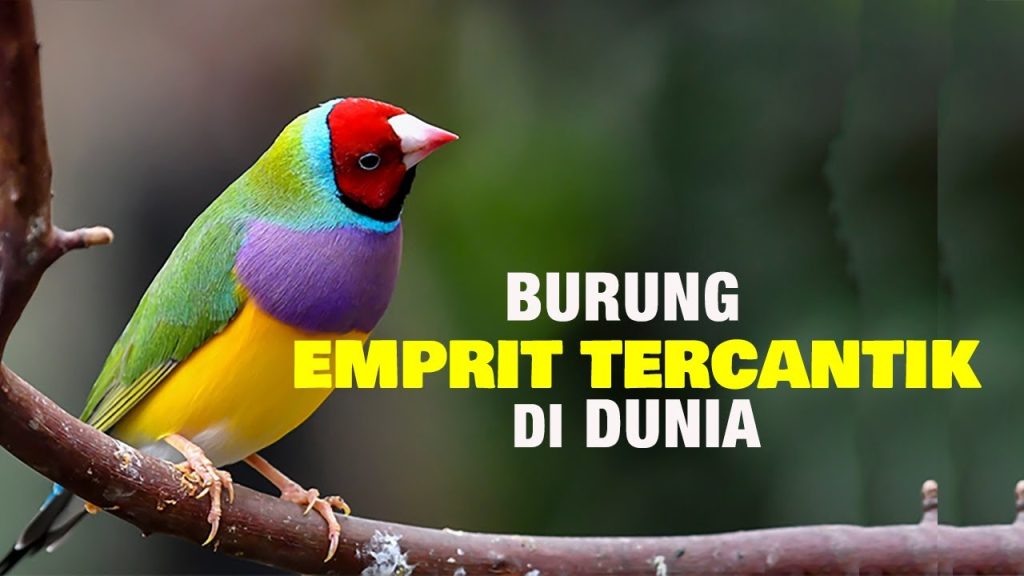 Burung Emprit Luar Negeri: Fenomena Unik dan Menarik di Dunia Burung