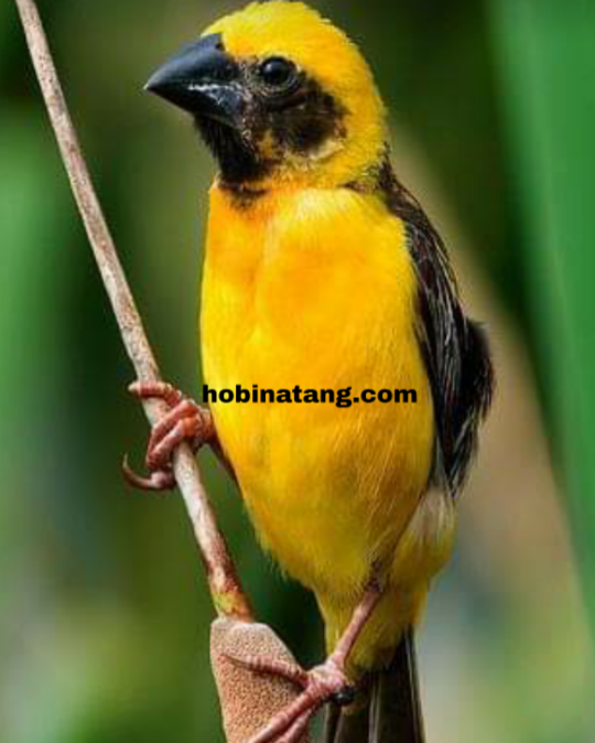 Jenis Burung Manyar: Berapa Banyak dan Apa Sajakah?
