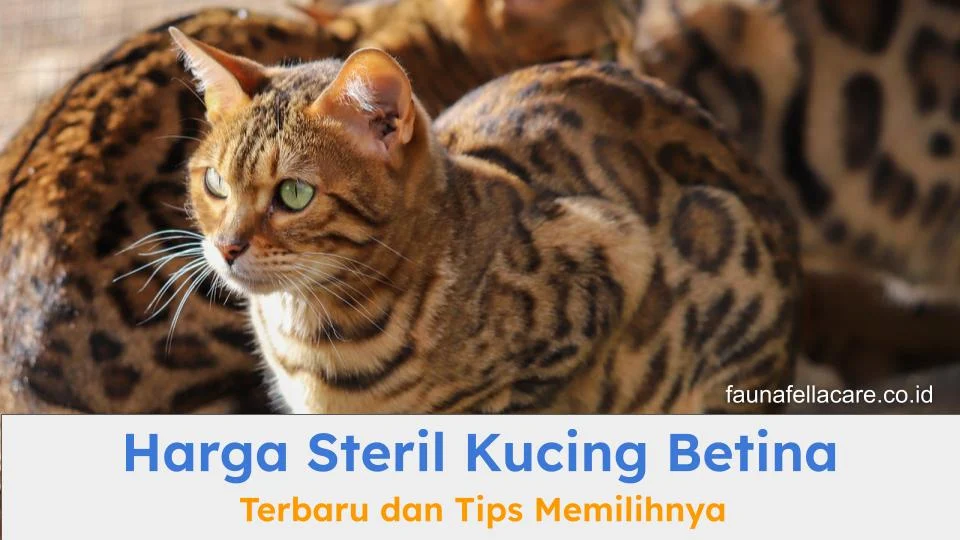 Biaya Steril Kucing Betina di Kota Surabaya – Panduan Lengkap 2026 ...